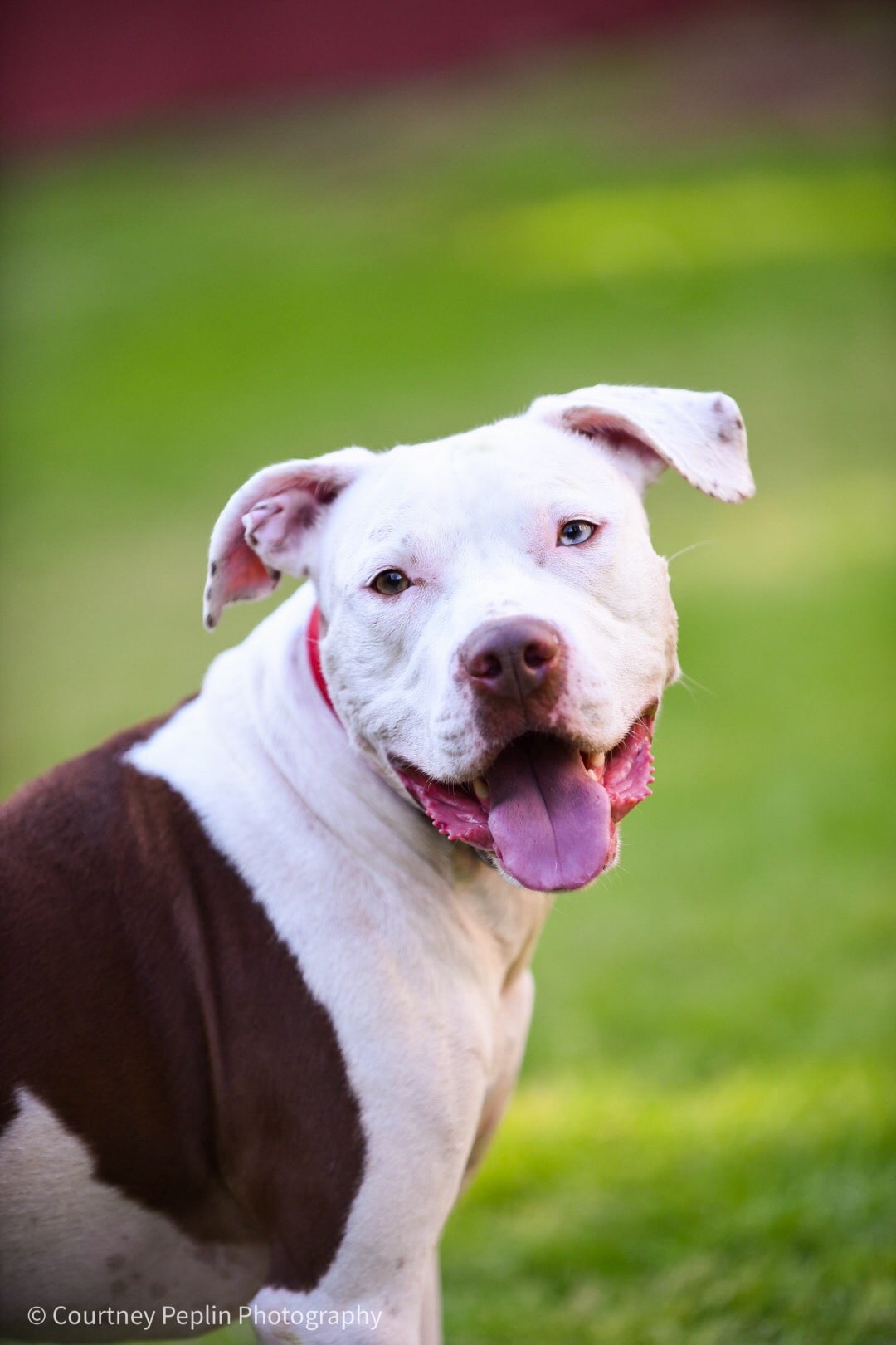 Training – Courtneys K9 Crew