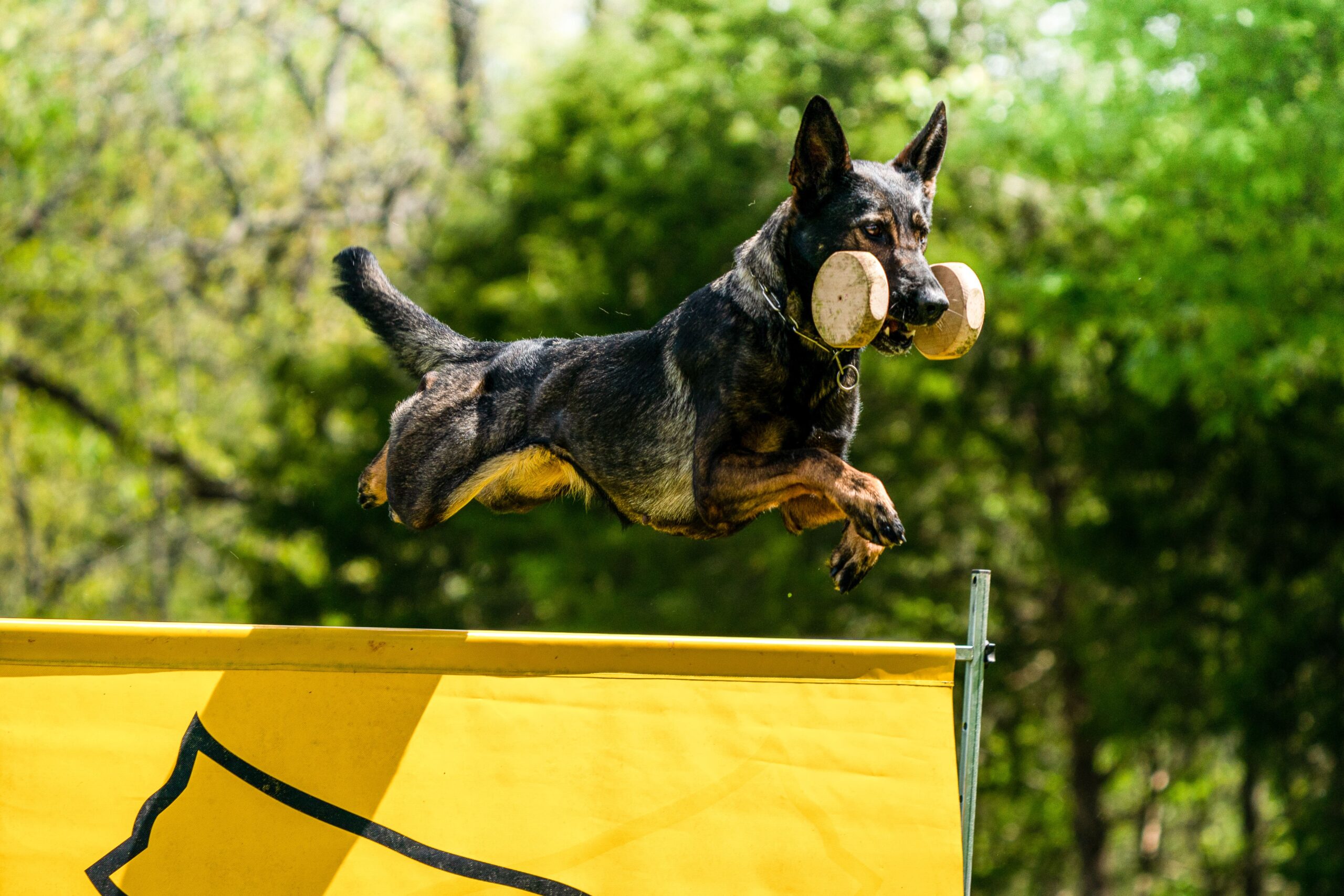 Training – Courtneys K9 Crew