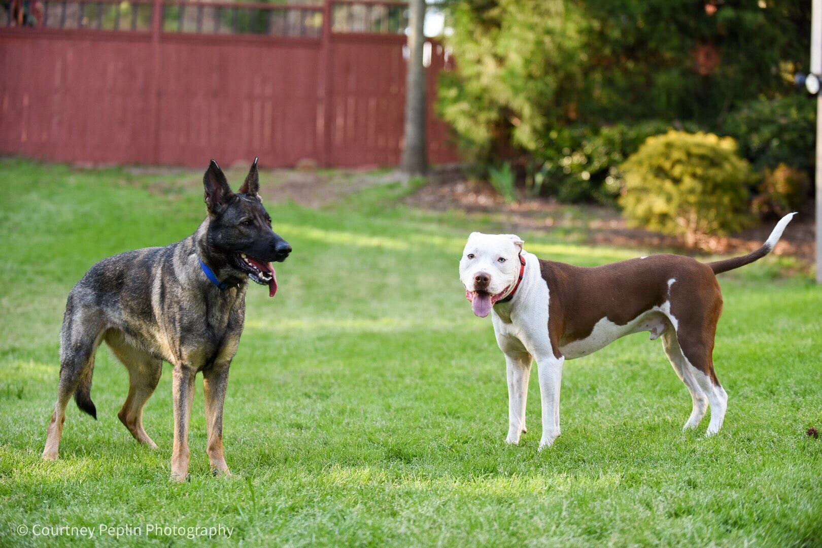 Training – Courtneys K9 Crew