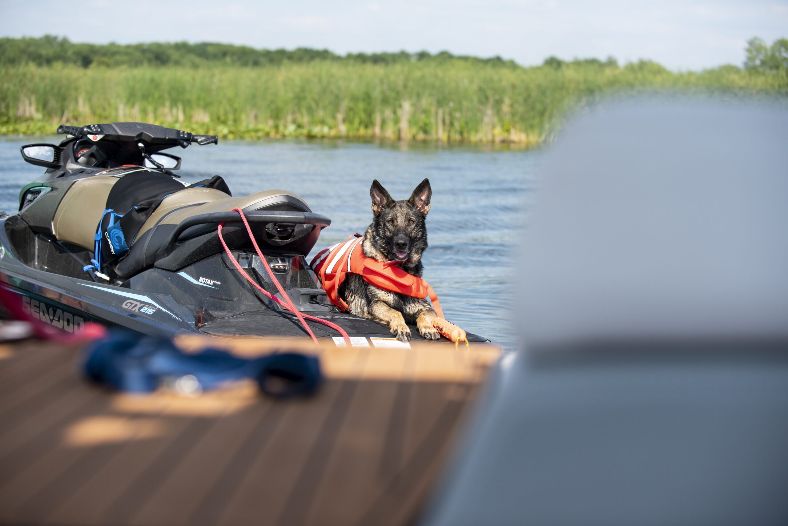 Training – Courtneys K9 Crew