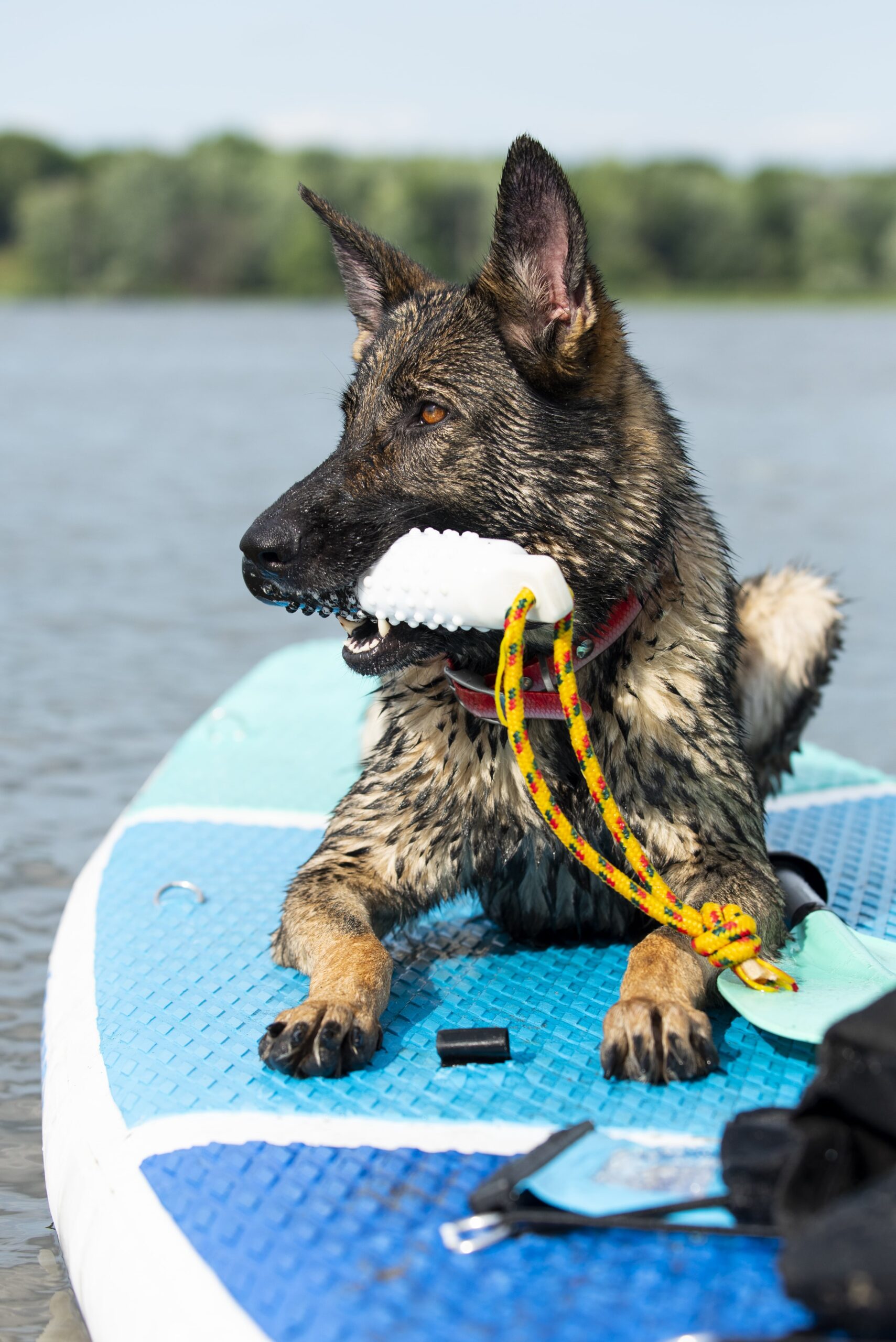 Training – Courtneys K9 Crew