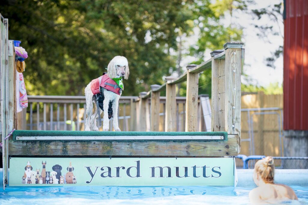 Training – Courtneys K9 Crew